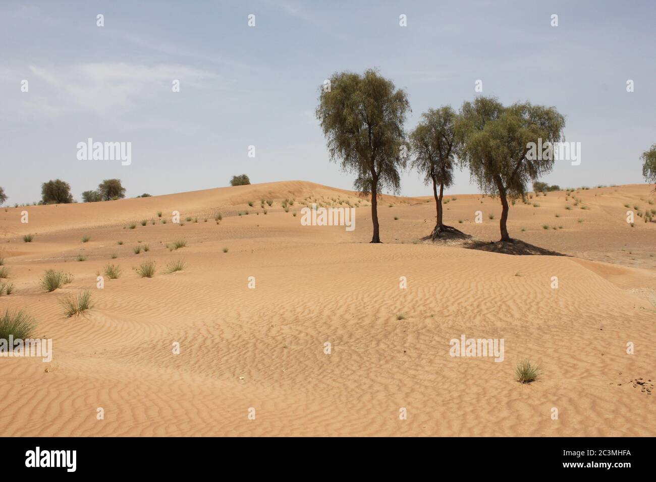 Drought resistant evergreen ghaf trees (Prosopis cineraria) in desert ...