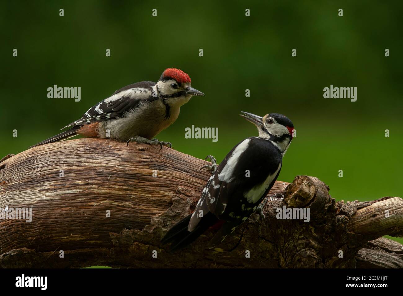 Scottish great spotted woodpecker hi-res stock photography and images ...