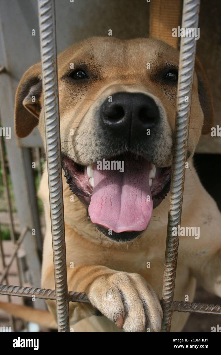 a big beautiful dog in the aviary Stock Photo - Alamy