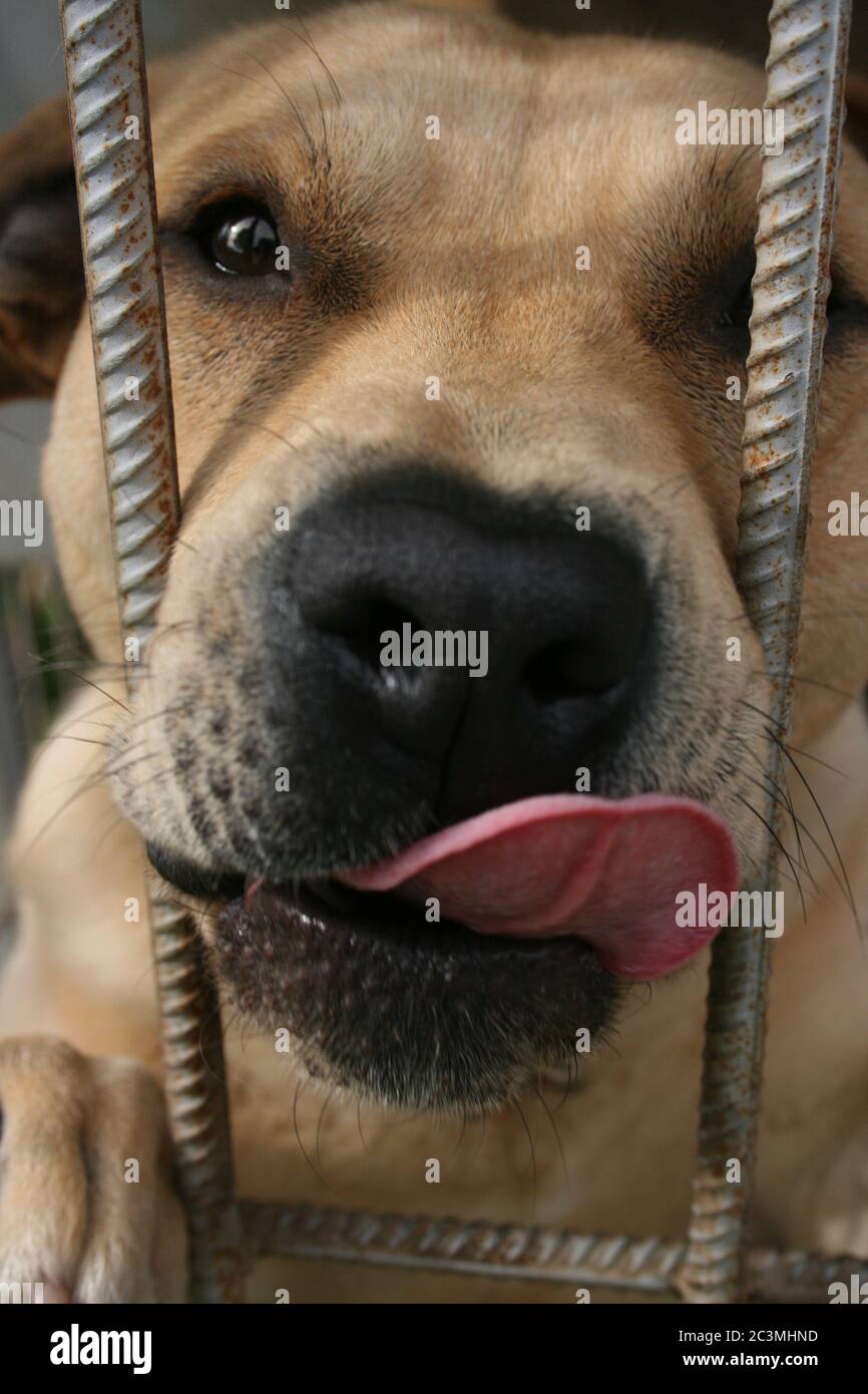 a big beautiful dog in the aviary Stock Photo - Alamy