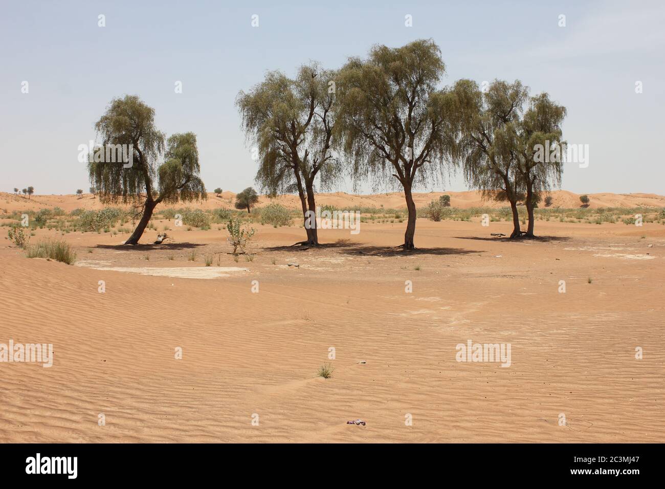 Ghaf Tree High Resolution Stock Photography and Images - Alamy