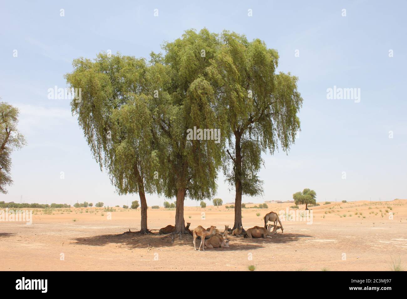 Ghaf tree hi-res stock photography and images - Alamy