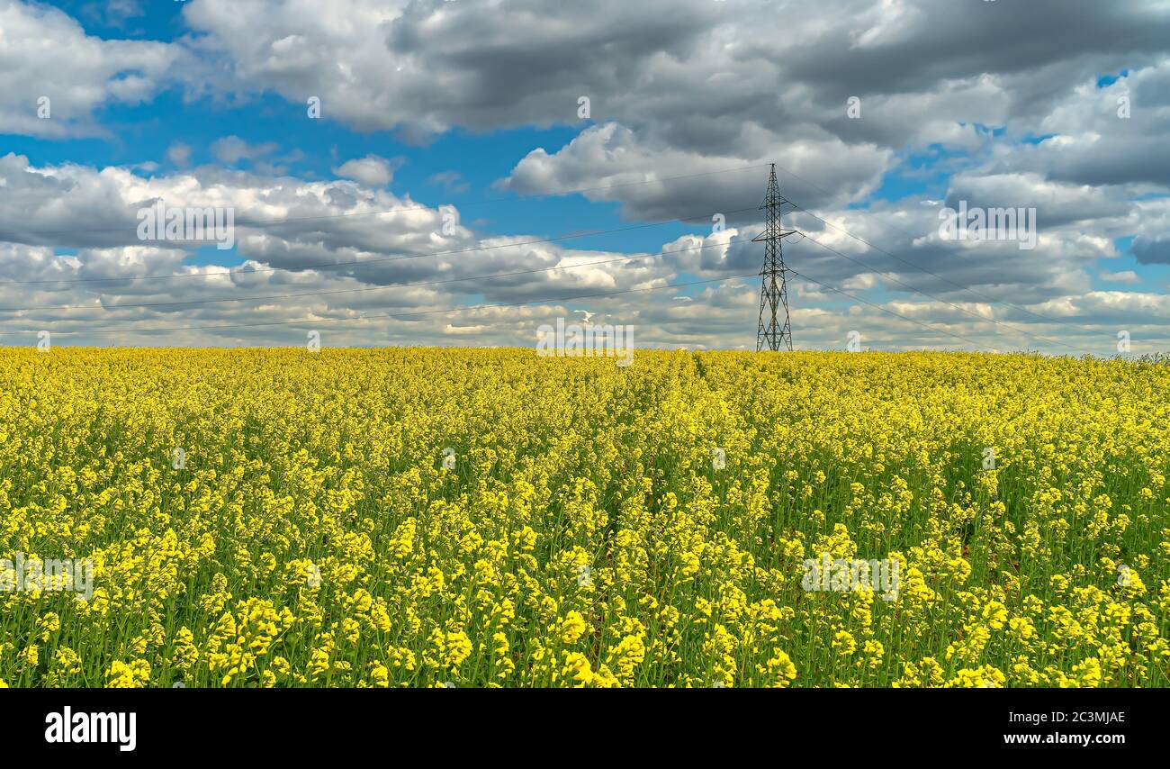 Vast field with yellow flowers during daytime Stock Photo - Alamy