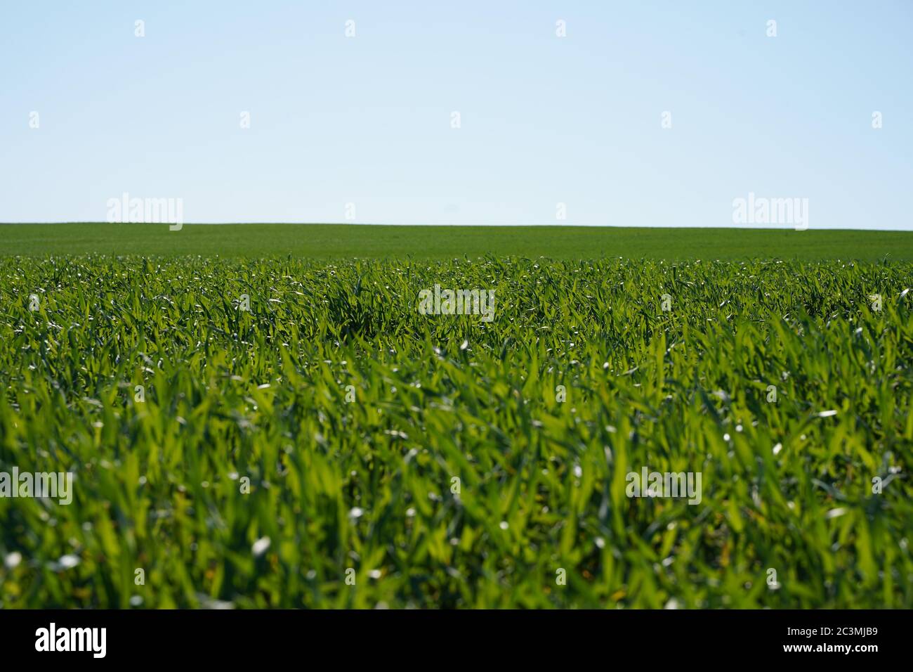 Vast field with a green lawn during daytime Stock Photo - Alamy