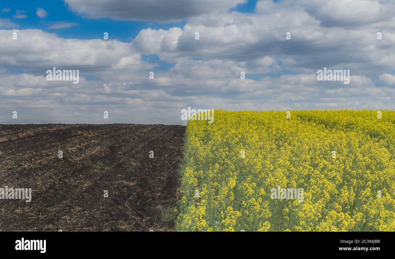 Vast field with yellow flowers during daytime Stock Photo - Alamy