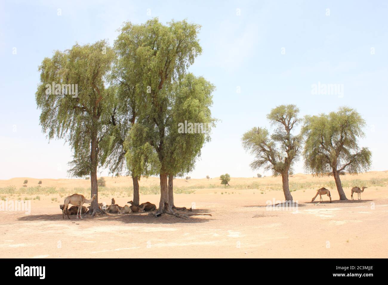 Drought resistant evergreen ghaf trees (Prosopis cineraria) in desert ...