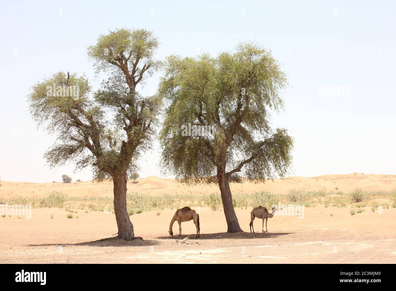 Ghaf Tree High Resolution Stock Photography and Images - Alamy