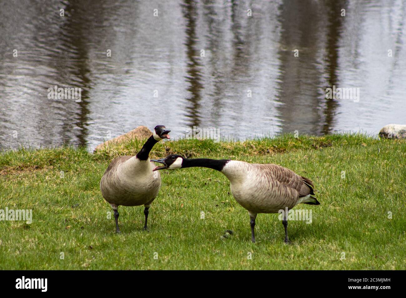 Gray Canada geese walking by the lake during daytime Stock Photo - Alamy