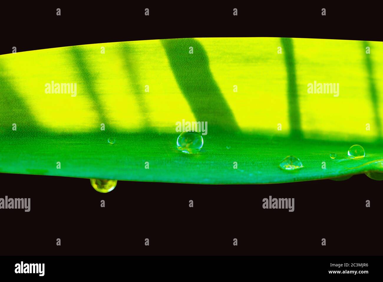 Water drops on leaf surface Stock Photo - Alamy