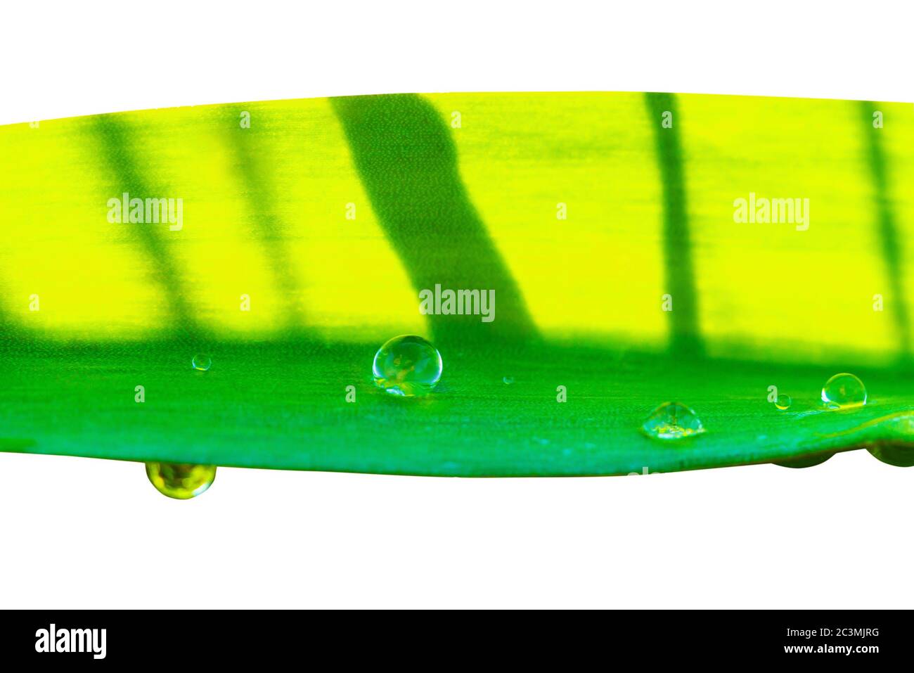 Water drops on leaf surface Stock Photo - Alamy