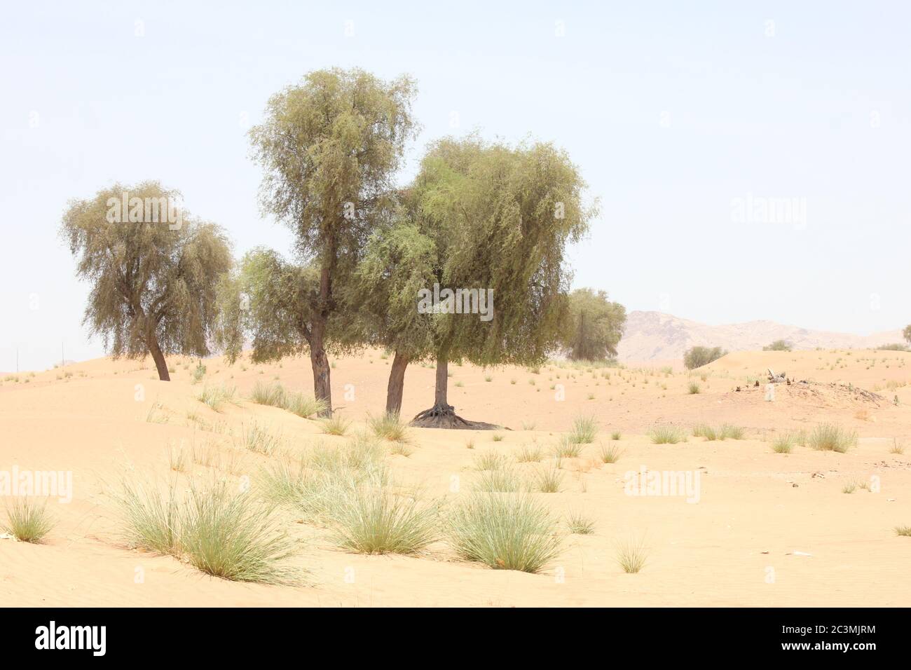 Drought resistant evergreen ghaf trees (Prosopis cineraria) in desert ...