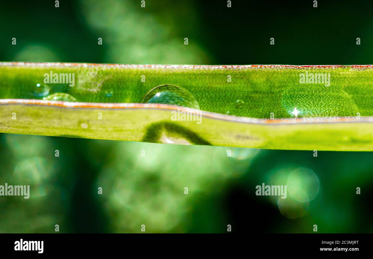 Water drops on leaf surface Stock Photo - Alamy