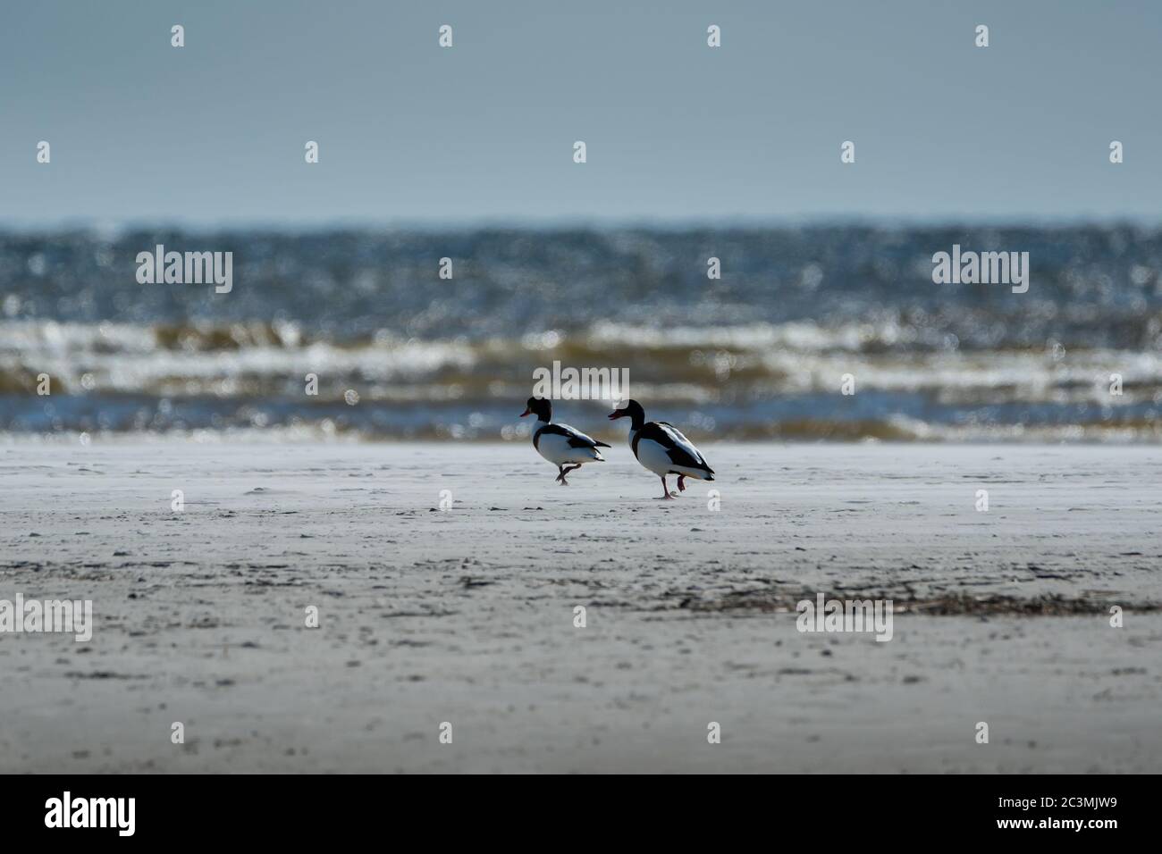 Two beautiful ducks resting hi-res stock photography and images - Alamy