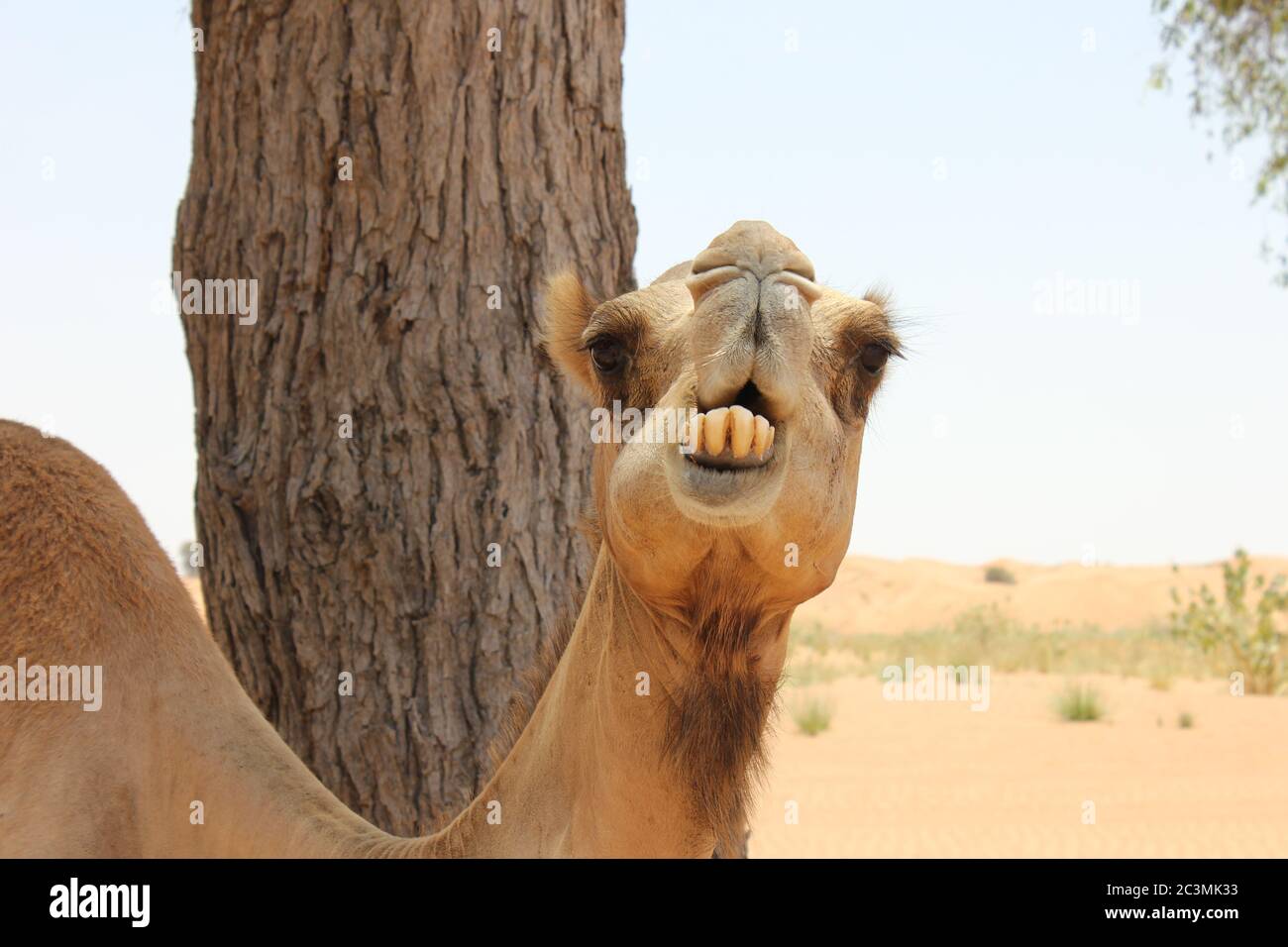 Adult Arabian camel (dromedary type, with single hump) in hot and arid ...