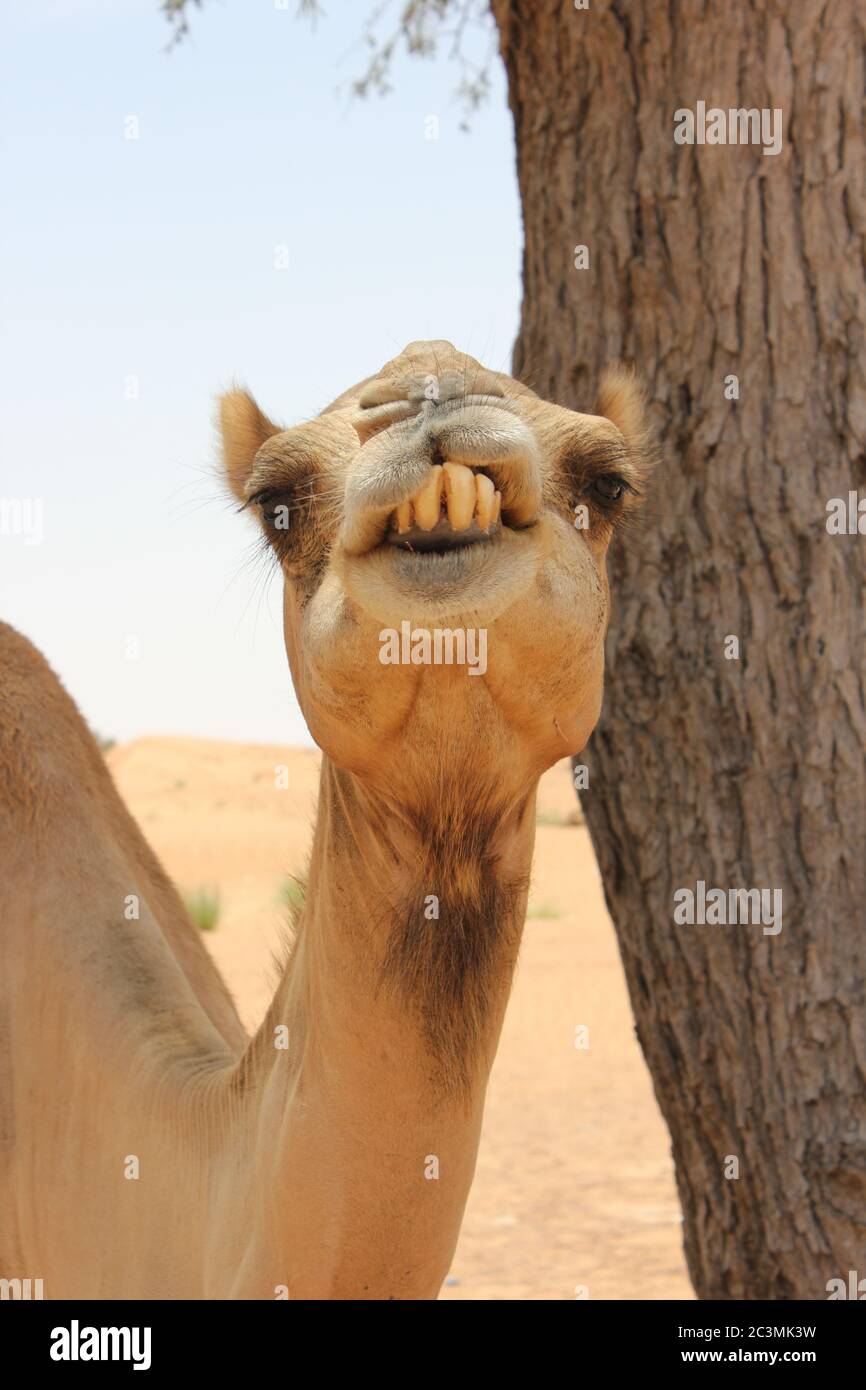 Adult Arabian camel (dromedary type, with single hump) in hot and arid ...