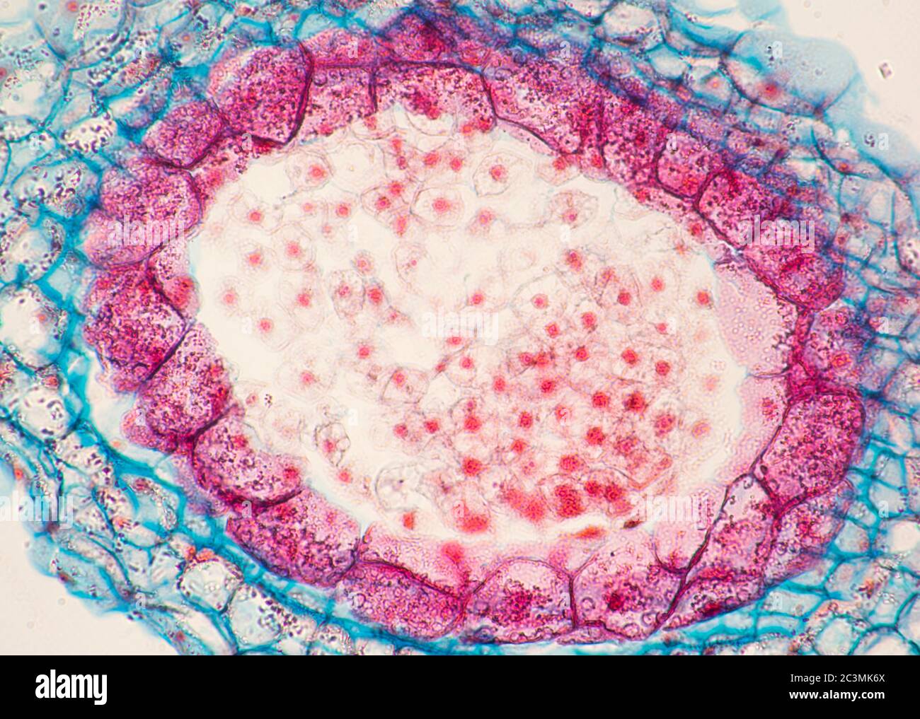 Botany botanical science microscopic microscope view plant hi-res stock ...