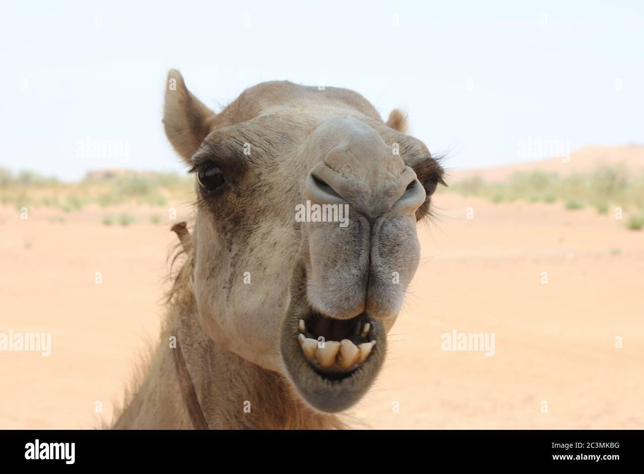 Adult Arabian camel (dromedary type, with single hump) in hot and arid ...