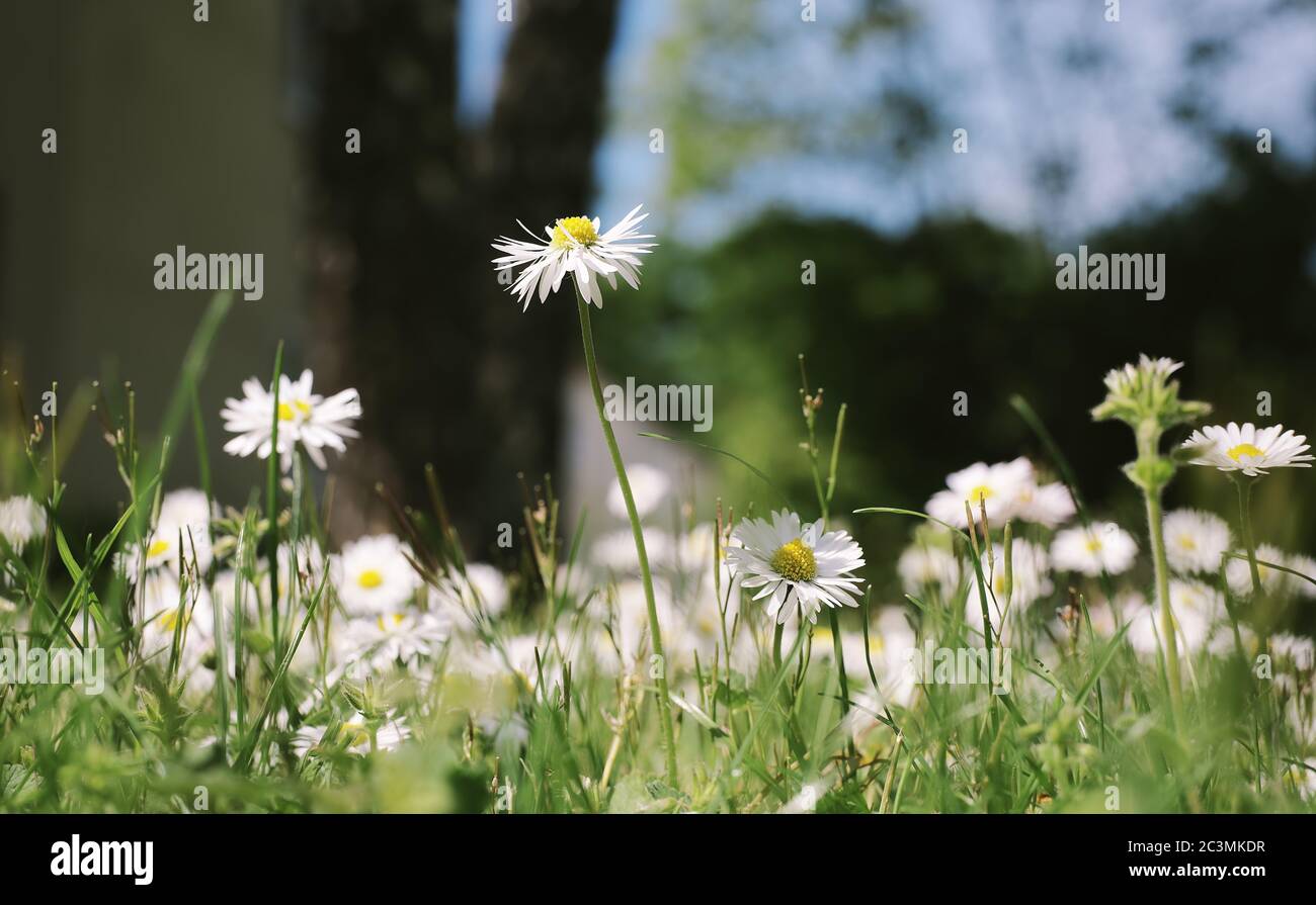 Common daisy flowers growing on a green field Stock Photo - Alamy
