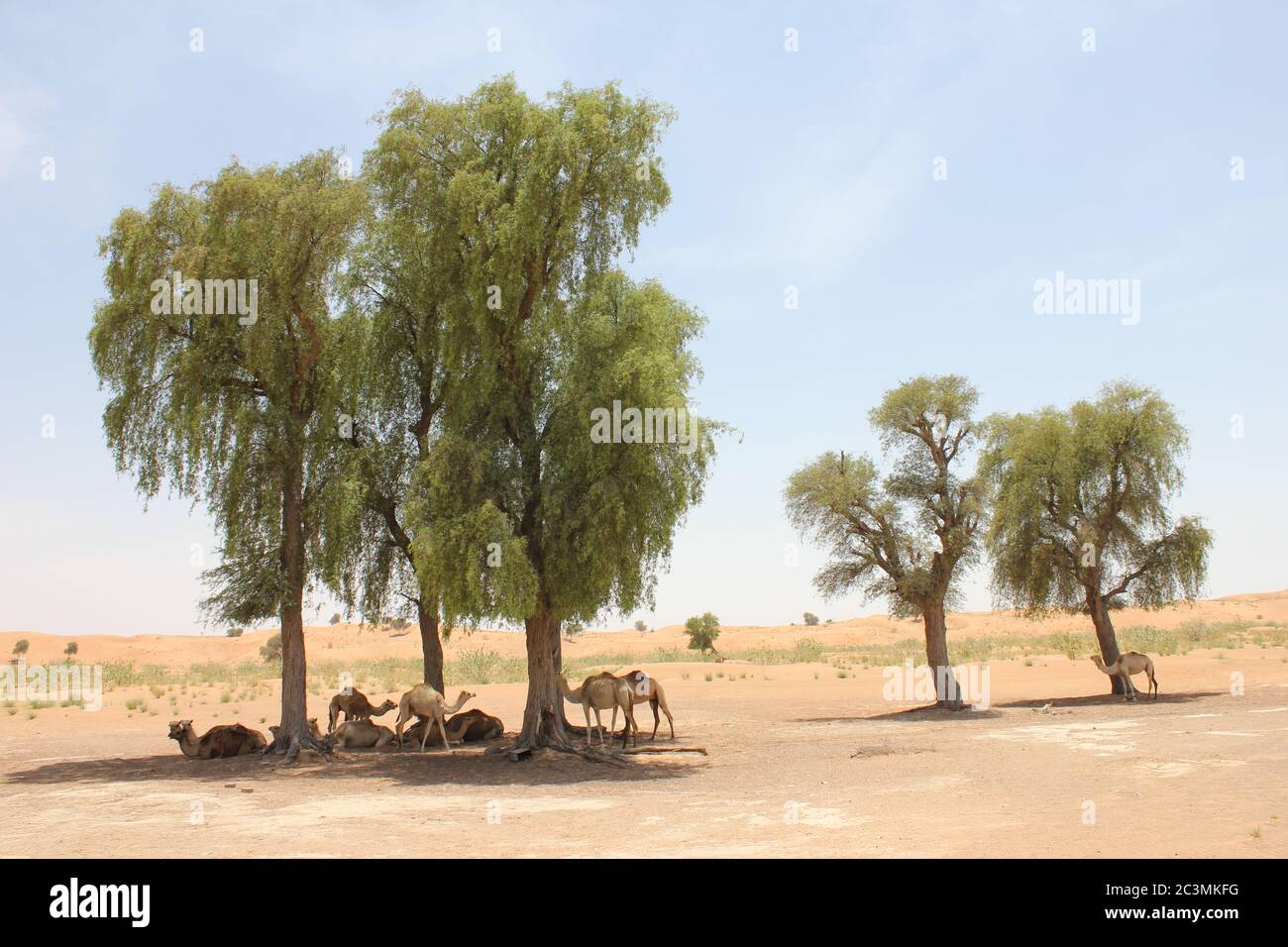 Ghaf Tree High Resolution Stock Photography and Images - Alamy