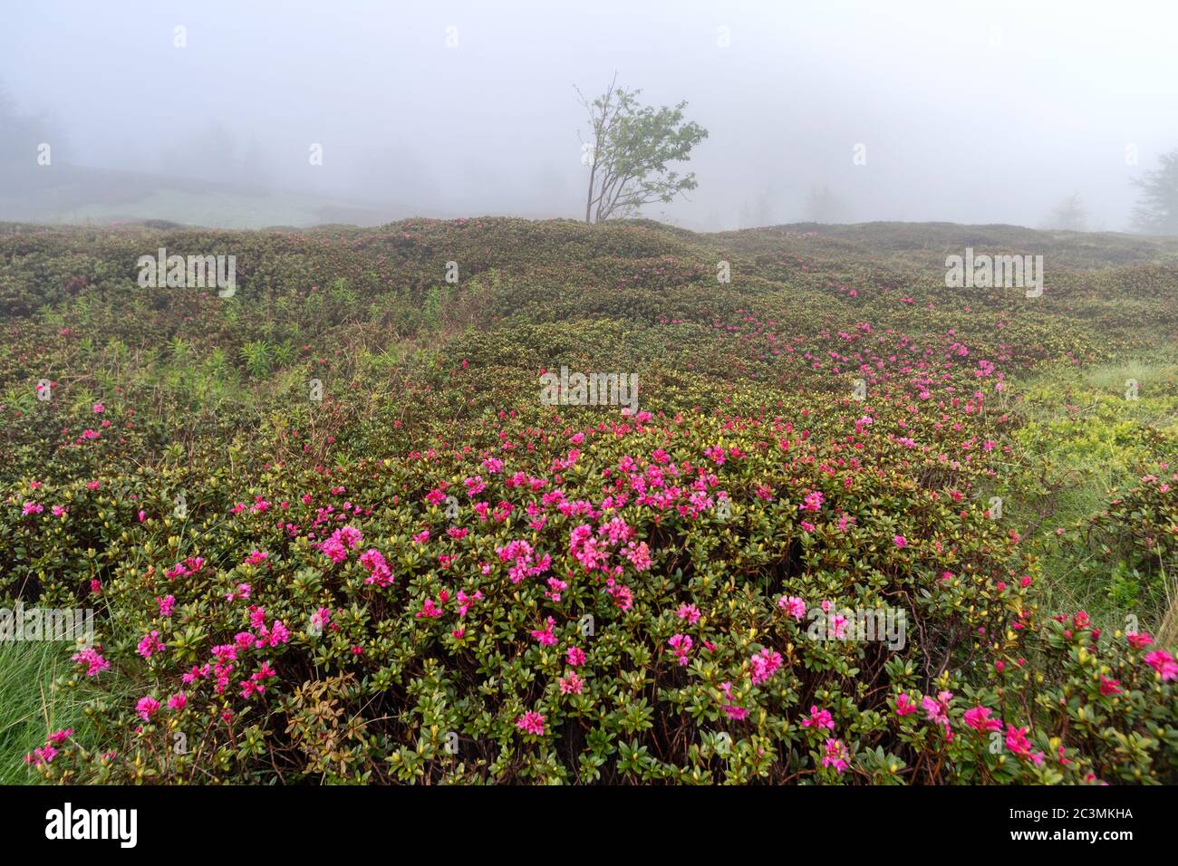 Fog form the background for wild Rhododendrons in bloom in Ligurian ...