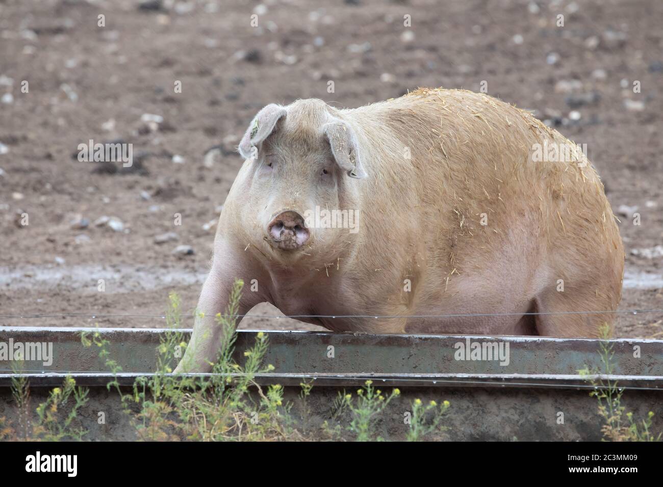 A single Norfolk Pig standing with his trotter in a food trough in a ...