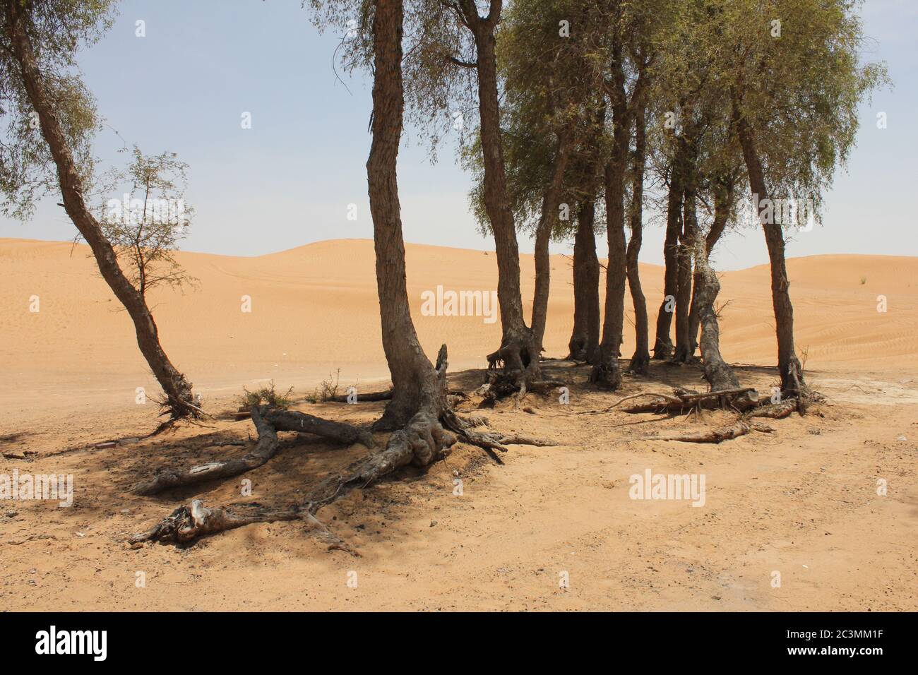 Ghaf Tree High Resolution Stock Photography and Images - Alamy