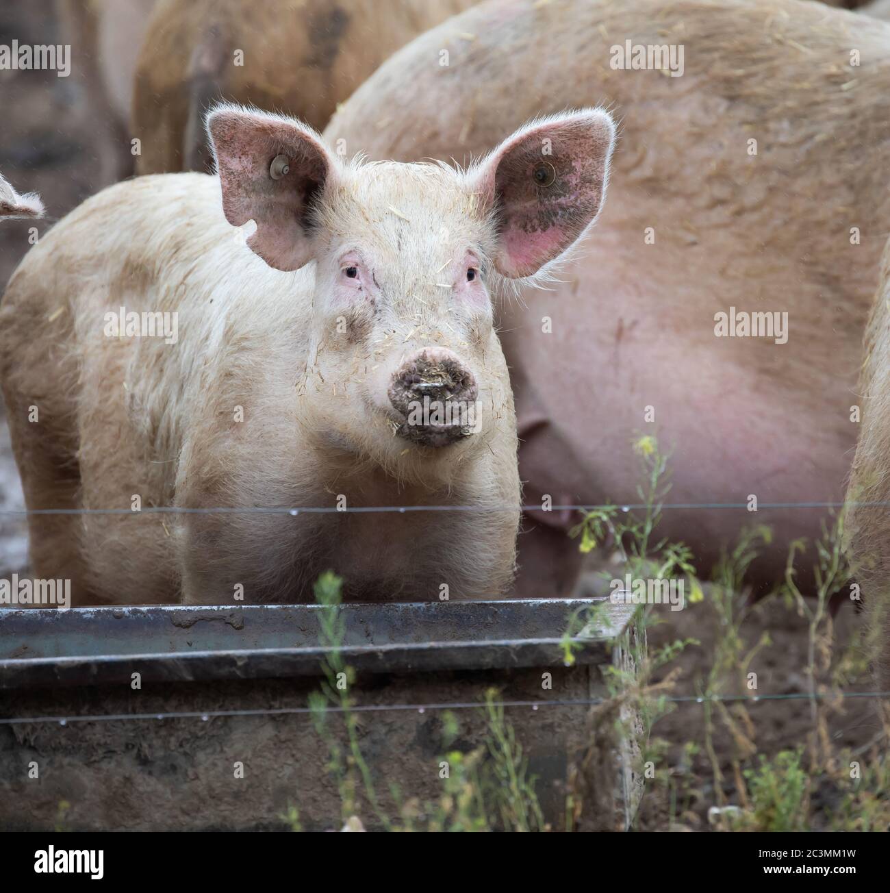 Norfolk Pigs in a field on a pig farm, early morning Stock Photo - Alamy
