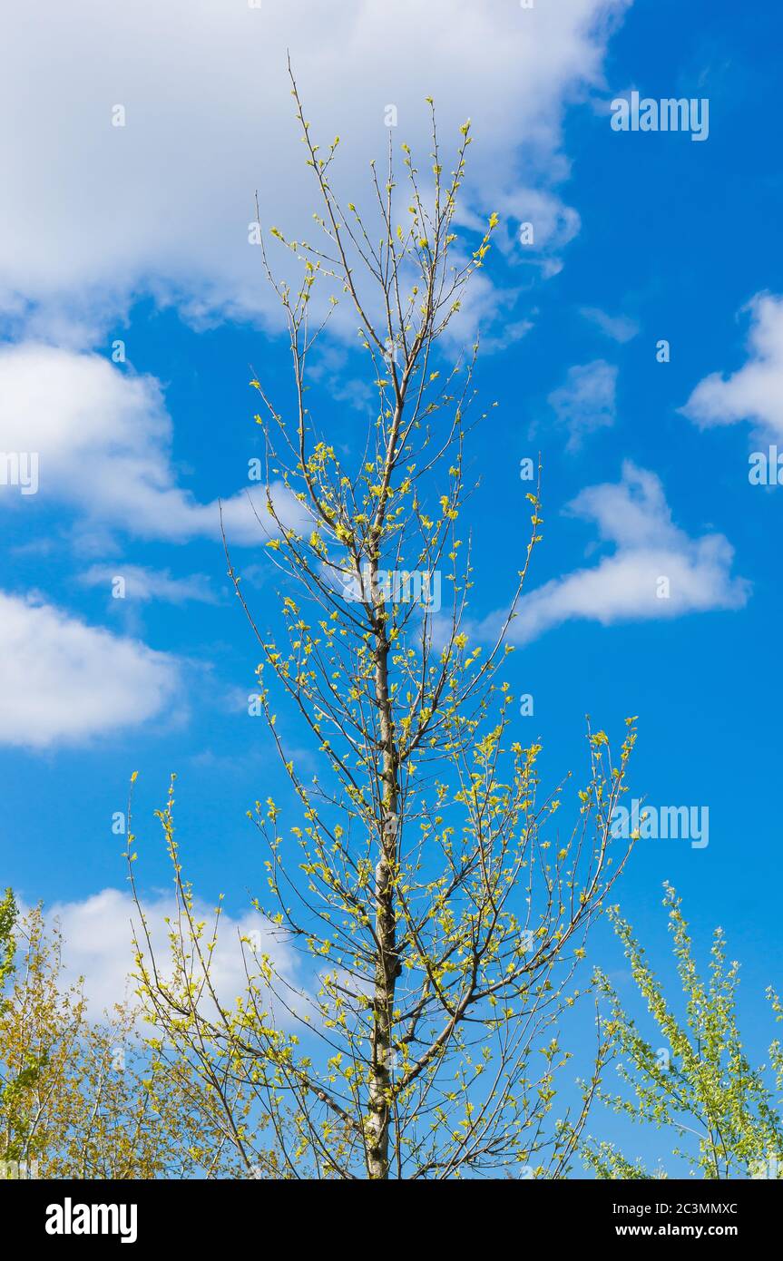 Vertical shot of a tree with narrow branches and small leaves Stock ...
