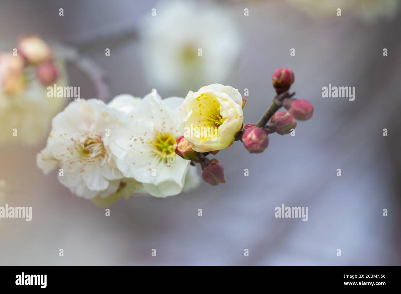 Ao xue hong mei hi-res stock photography and images - Alamy