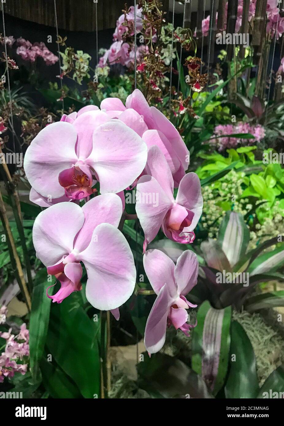 Show of orchids hi-res stock photography and images - Alamy