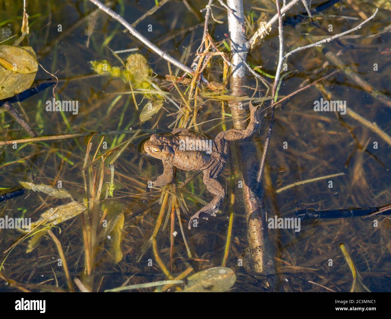 Frog clear water hi-res stock photography and images - Alamy