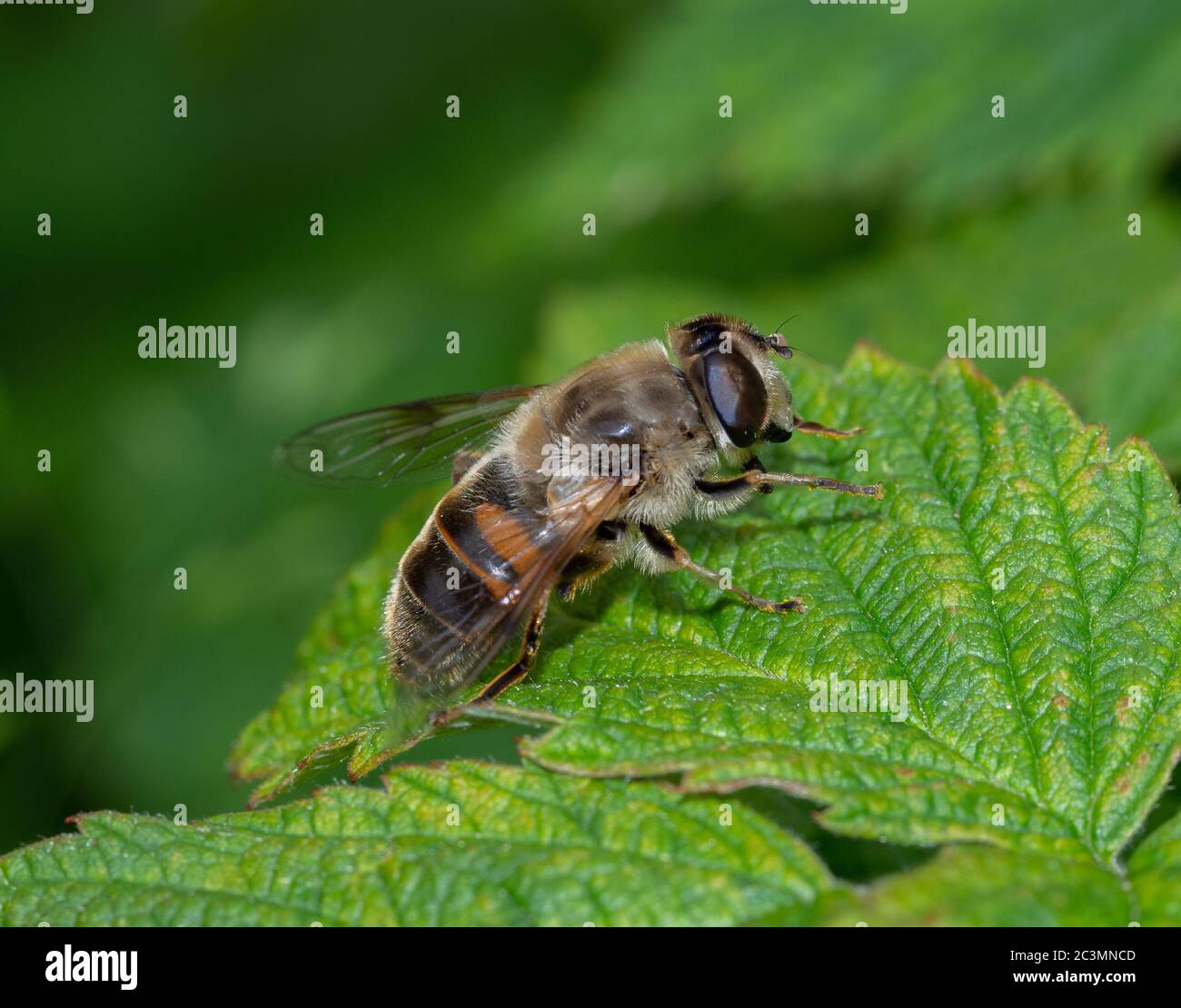 Common hover fly on hi-res stock photography and images - Alamy