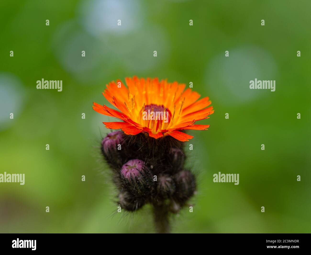 Paintbrush flower hi-res stock photography and images - Alamy