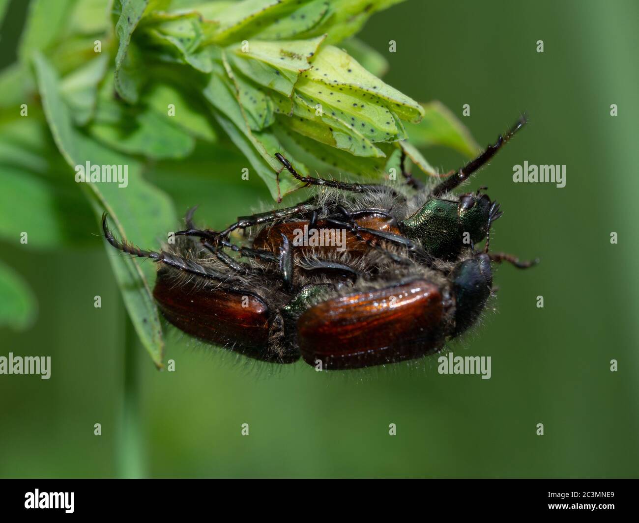 Close up of three garden foliage beetles on a plant Stock Photo - Alamy