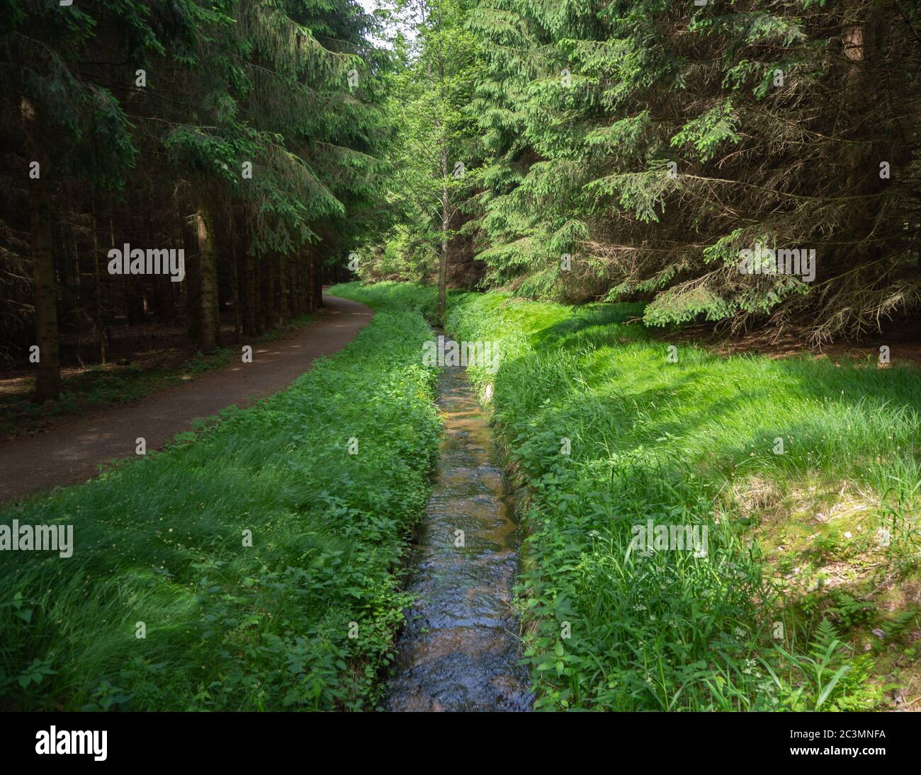 Little forest next grass hi-res stock photography and images - Alamy