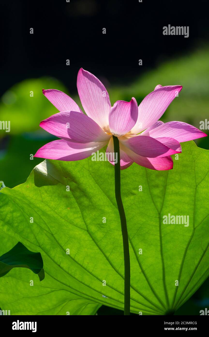 Beautiful full moon lotus hi-res stock photography and images - Alamy