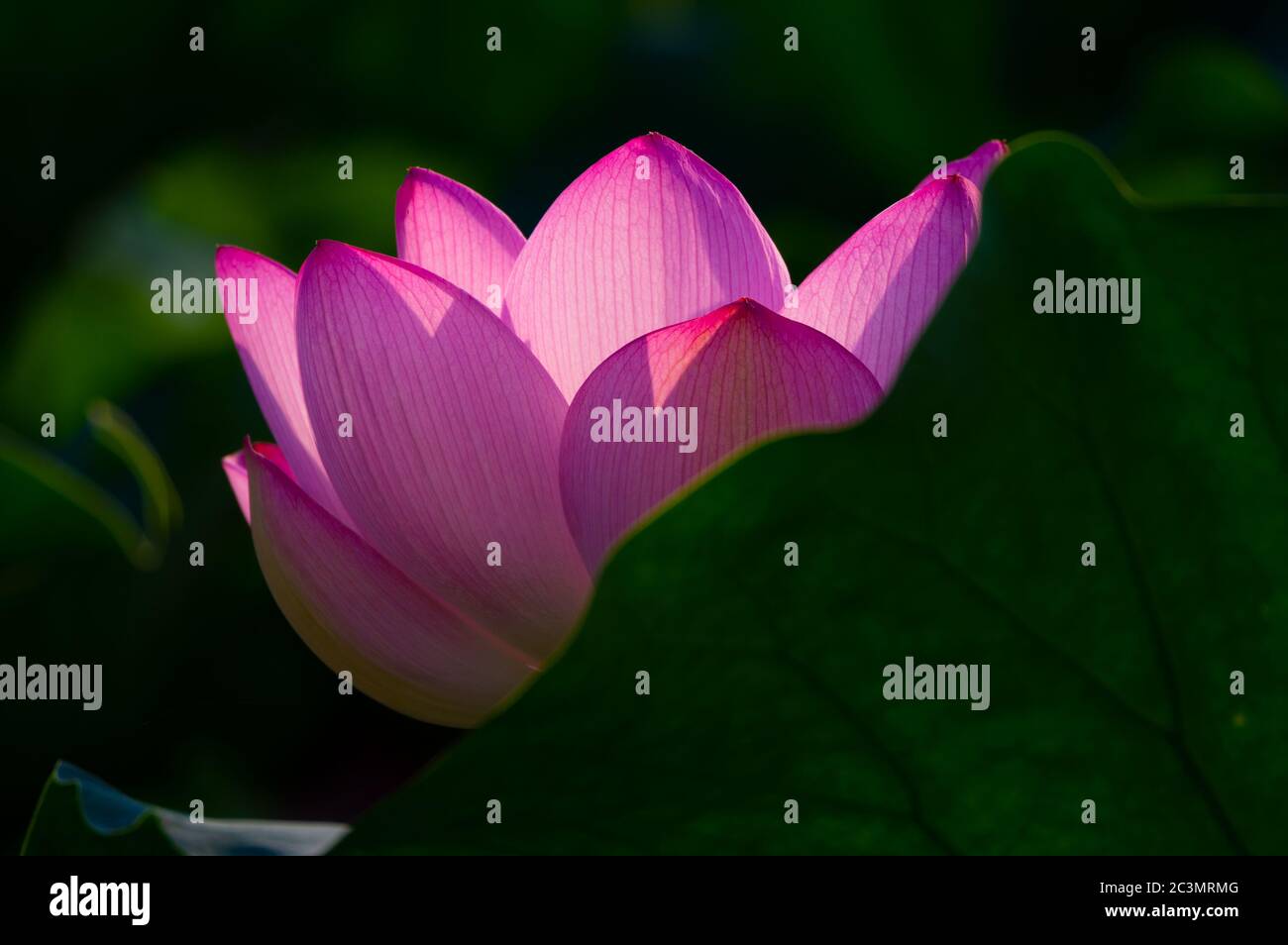 Beautiful Lotus in full bloom in summer Stock Photo - Alamy