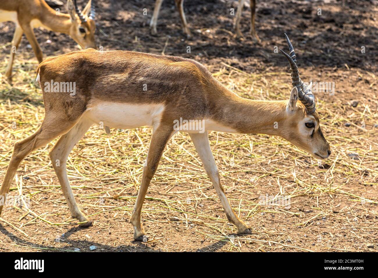 Animals in Safari World Zoo in Bangkok in a summer day Stock Photo - Alamy