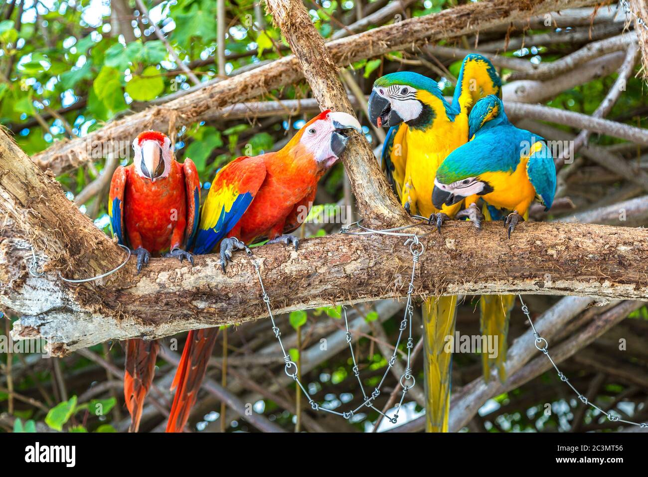 Macaw (Ara ararauna) Parrots stand on the tree branch in a summer day ...