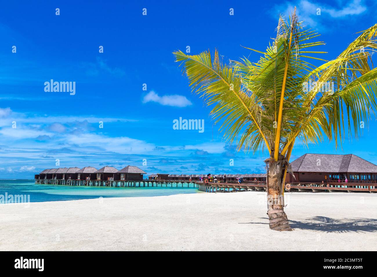 MALDIVES - JUNE 24, 2018: Palm tree at Tropical beach in the Maldives ...