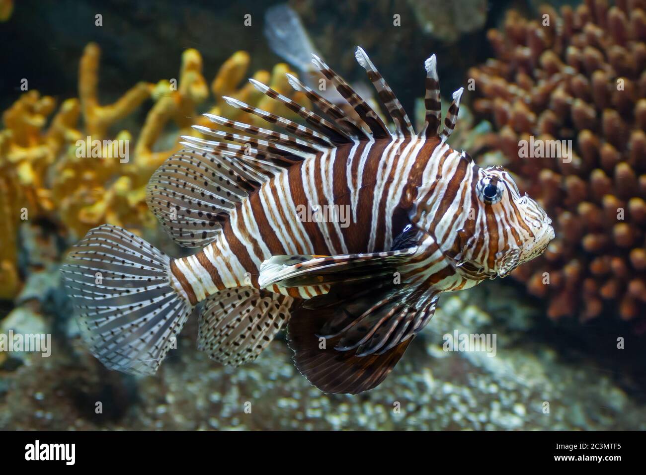 Red lionfish (Pterois volitans) venomous coral reef fish, family ...