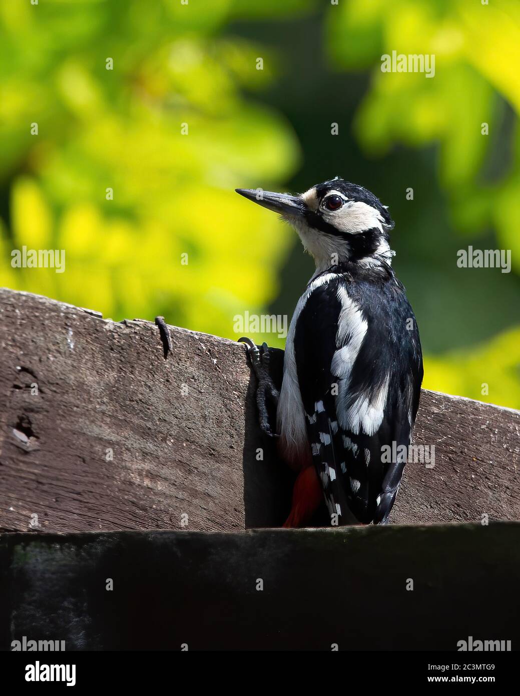 Female Great Spotted Woodpecker Dendrocopos major Stock Photo - Alamy