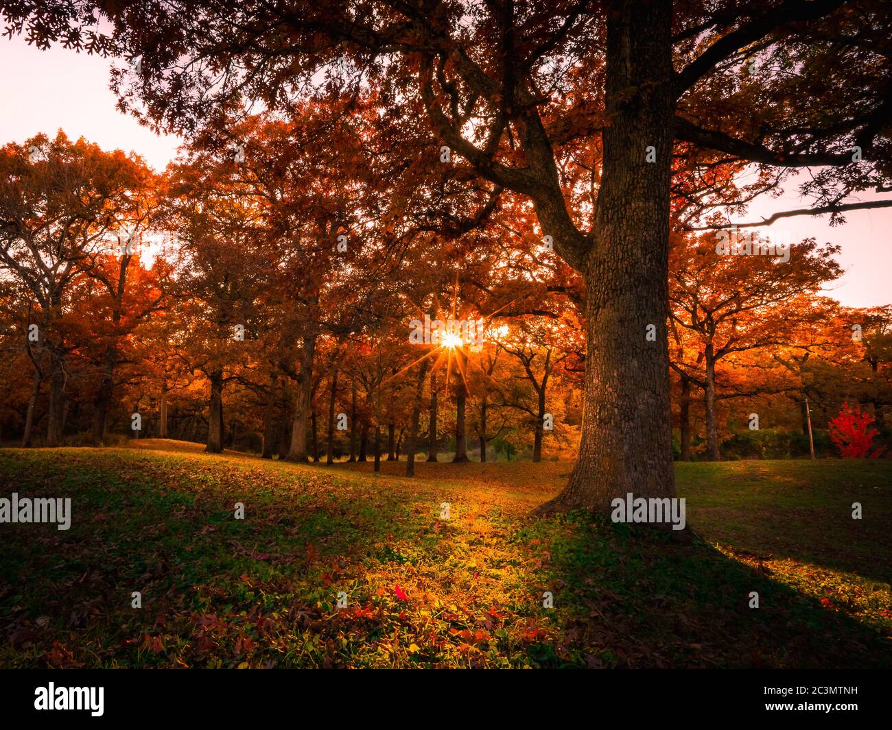 Park with autumn trees with the sun shining through tree branches Stock ...