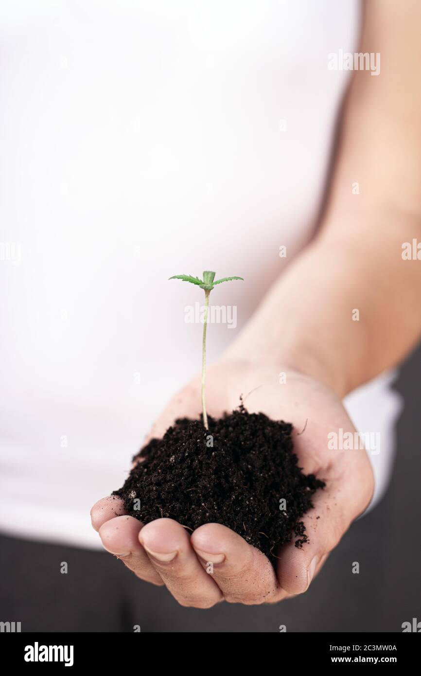 Female marijuana plant hi-res stock photography and images - Alamy