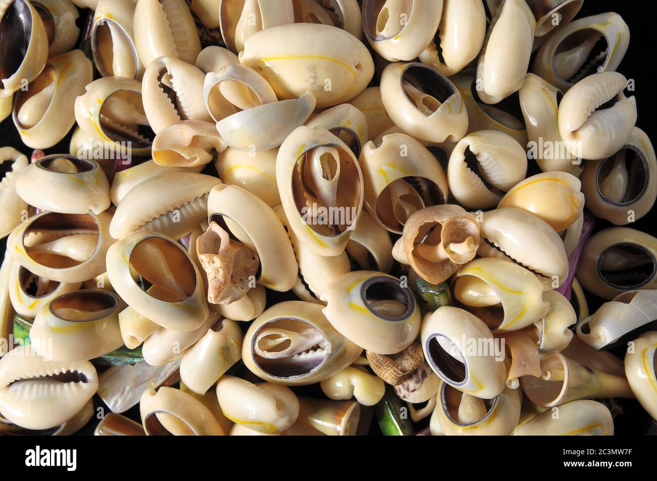 Textured Limestone Sea Shells on a Black Background Stock Photo - Alamy