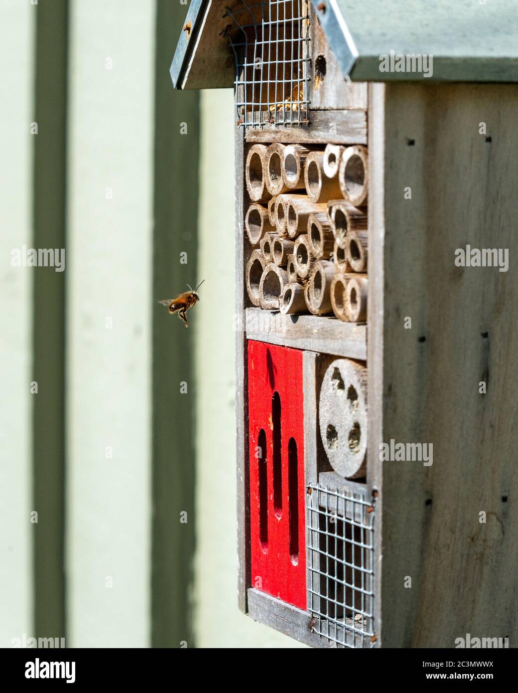 Bee flying beside a wooden bee house with different sections Stock ...