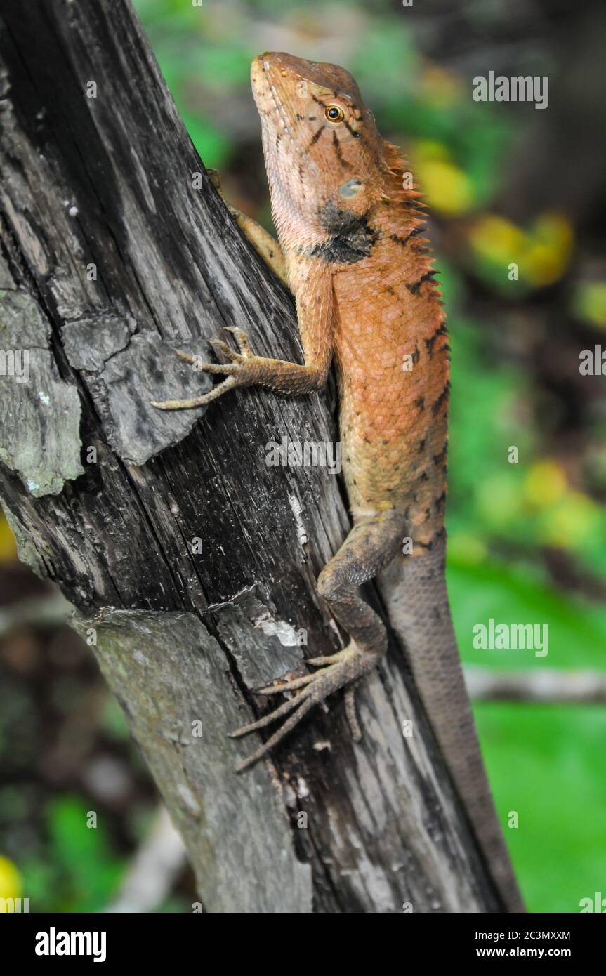 Big Typical Orange Lizard on the Wood in Vietnam Stock Photo - Alamy
