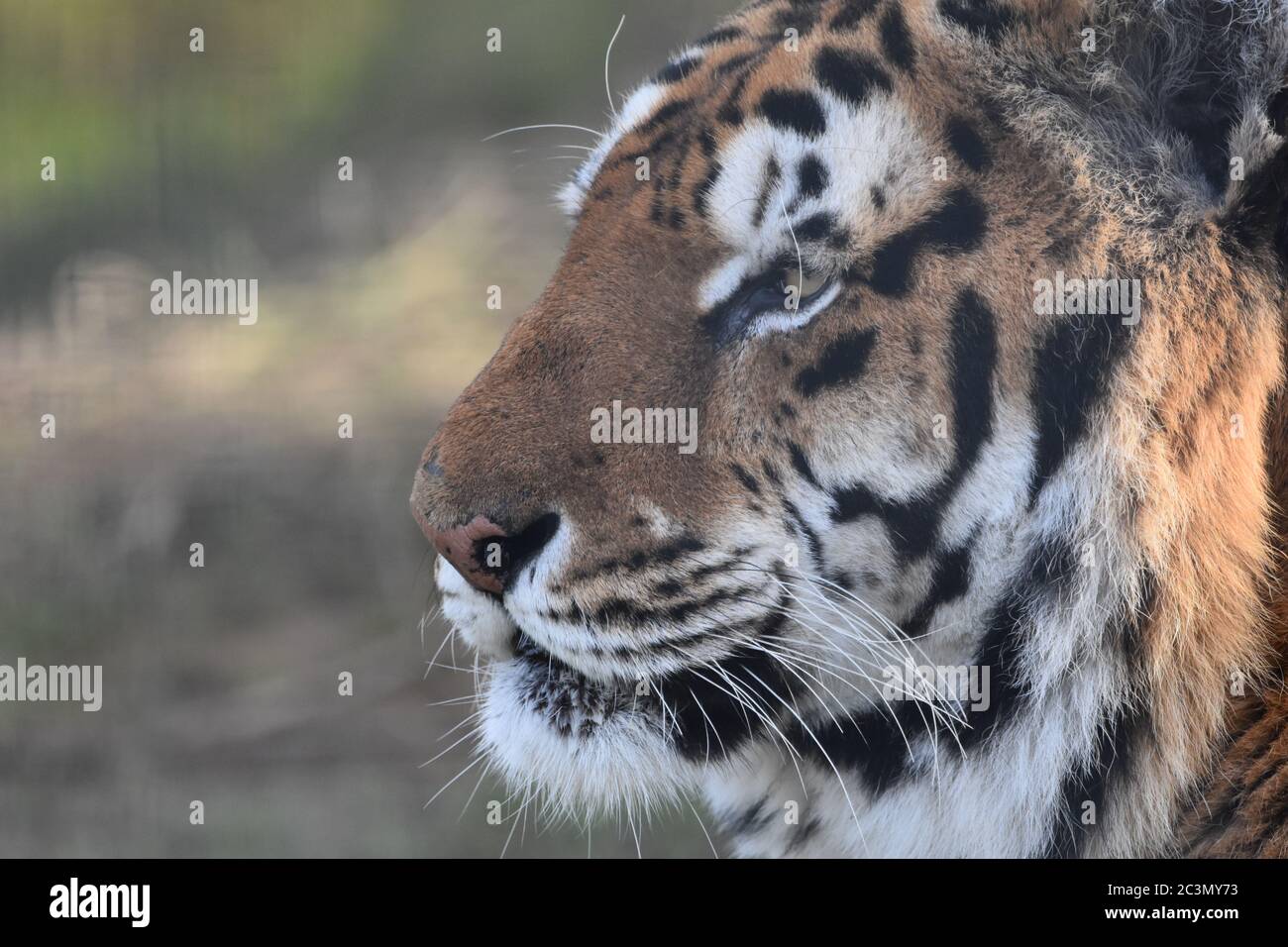 A beautiful image of a tigers face at a zoo farm in Bristol, UK Stock ...