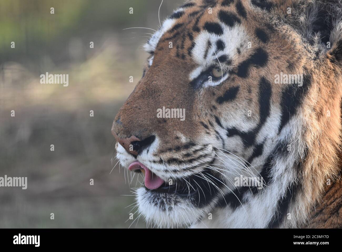 Tigers skin hi-res stock photography and images - Alamy