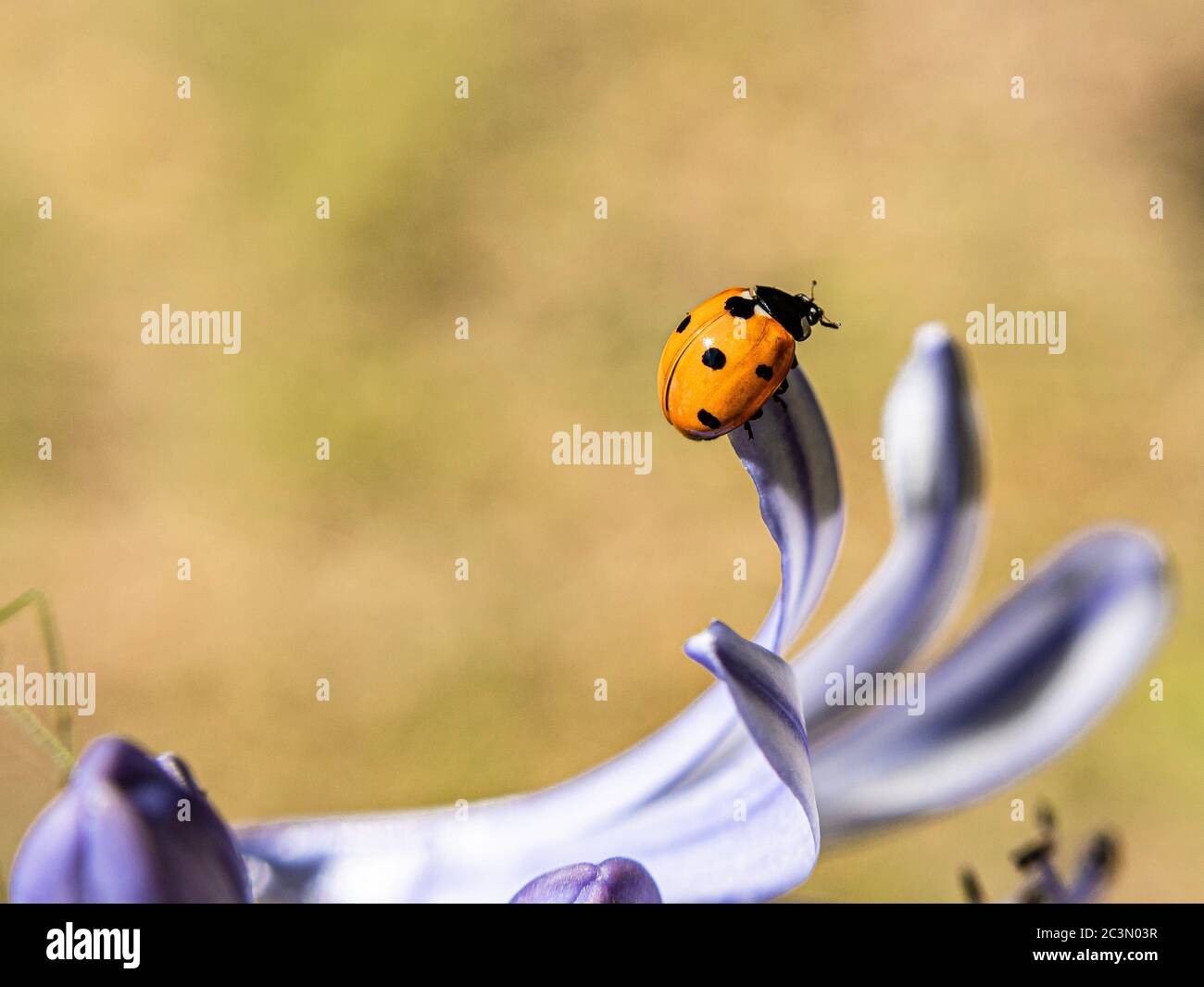 Ladybug in its environment Stock Photo - Alamy
